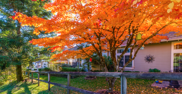 All About Autumn Tree Care - La Porte County Extension Master Gardeners