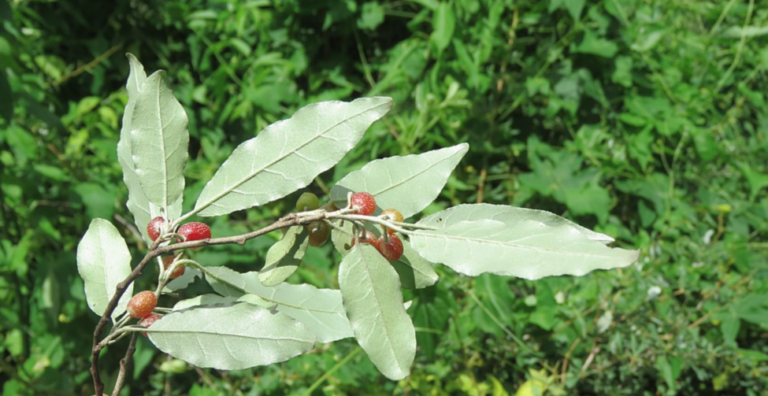 Invasive! Autumn Olive - La Porte County Extension Master Gardeners
